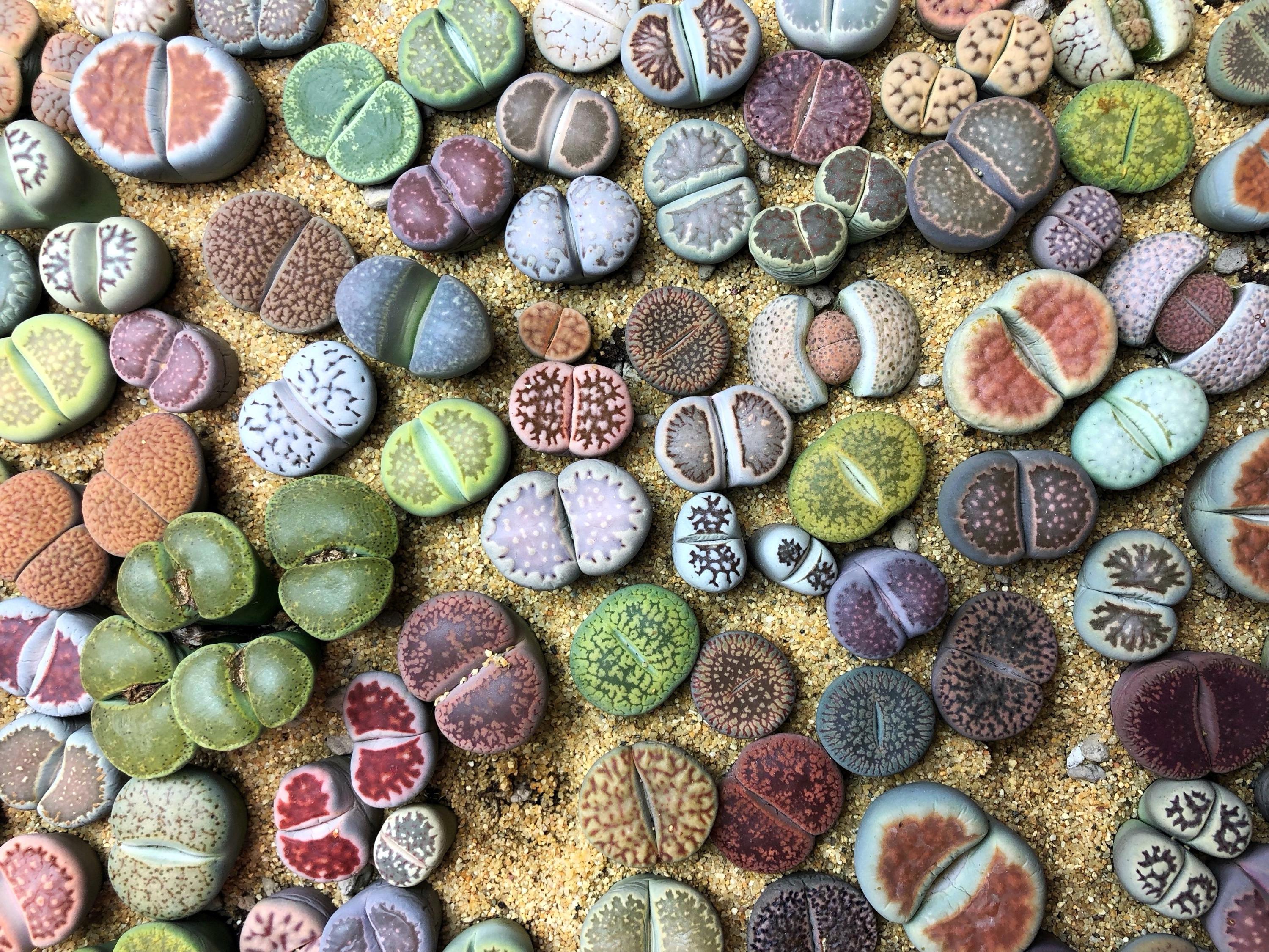 10 LIVING STONE / LITHOPS Mixed Colors Pebble Houseplant Flower Seeds ...