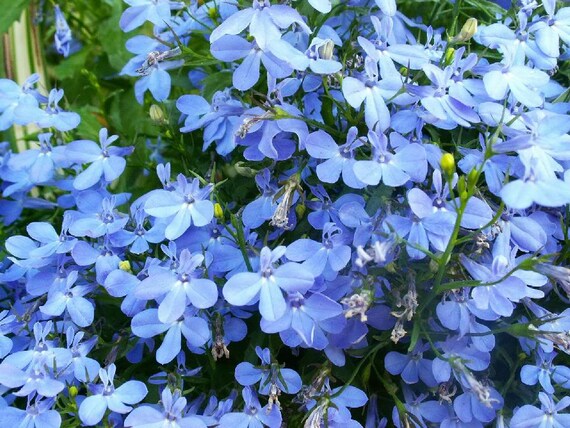 200 SKY BLUE LOBELIA Regatta Lobelia Erinus Flower Seeds - Etsy