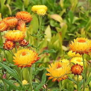 100 TALL Double MIXED Colors STRAWFLOWER Helichrysum Monstrosum Flower ...