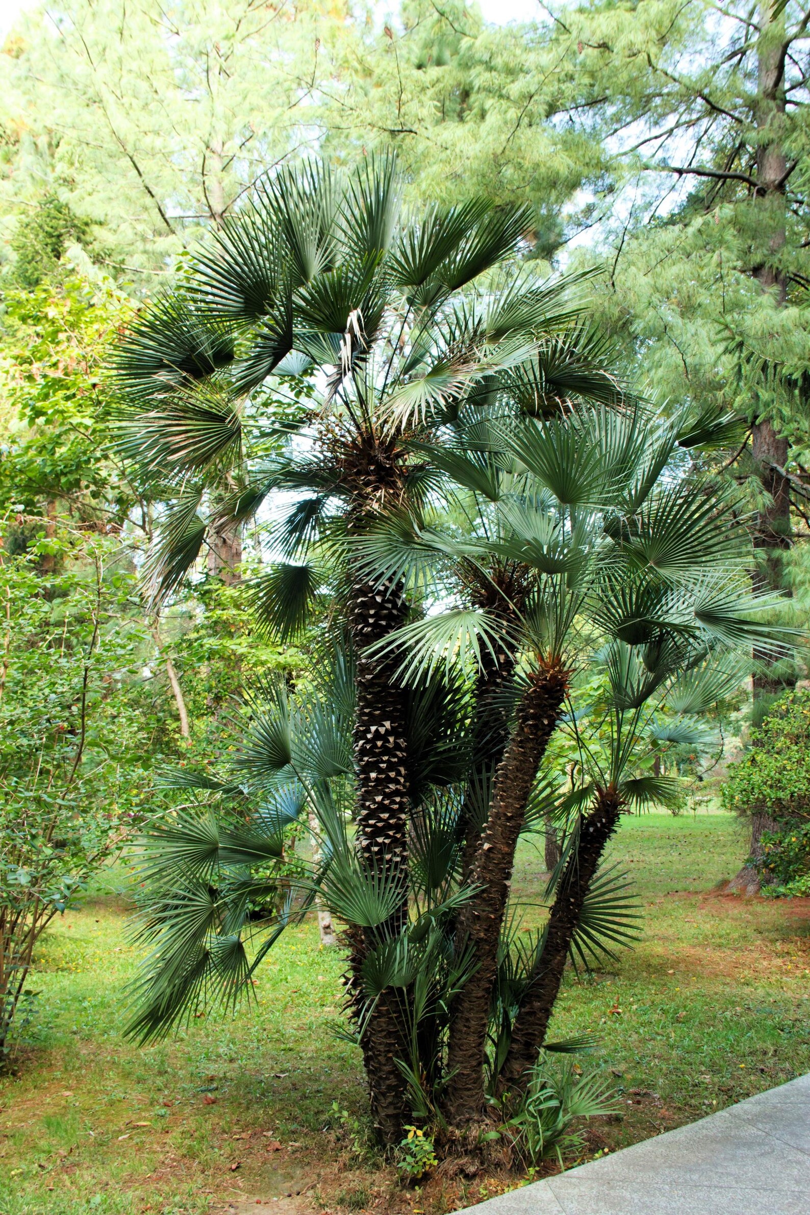 5 COMMON WINDMILL PALM Trachycarpus Fortunei Hardy Chusan Palm Tree Sun ...
