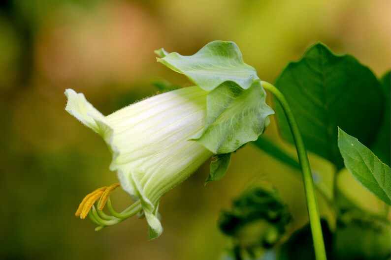 5 WHITE CATHEDRAL BELLS Vine Cup & Saucer Cobaea Scandens Alba - Etsy