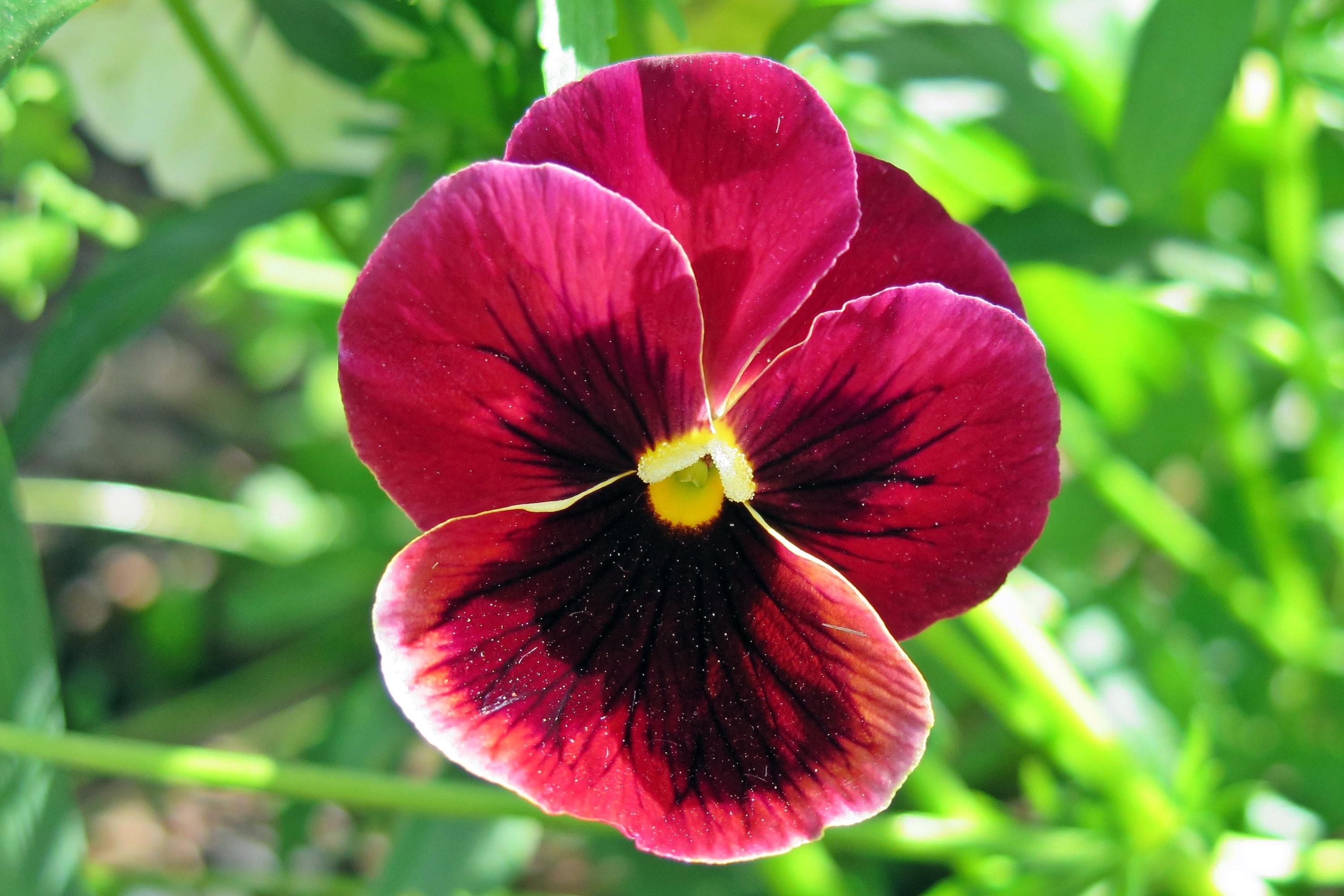50 RASPBERRY BLOTCH PANSY Swiss Giant Viola Wittrockiana Pink Flower ...