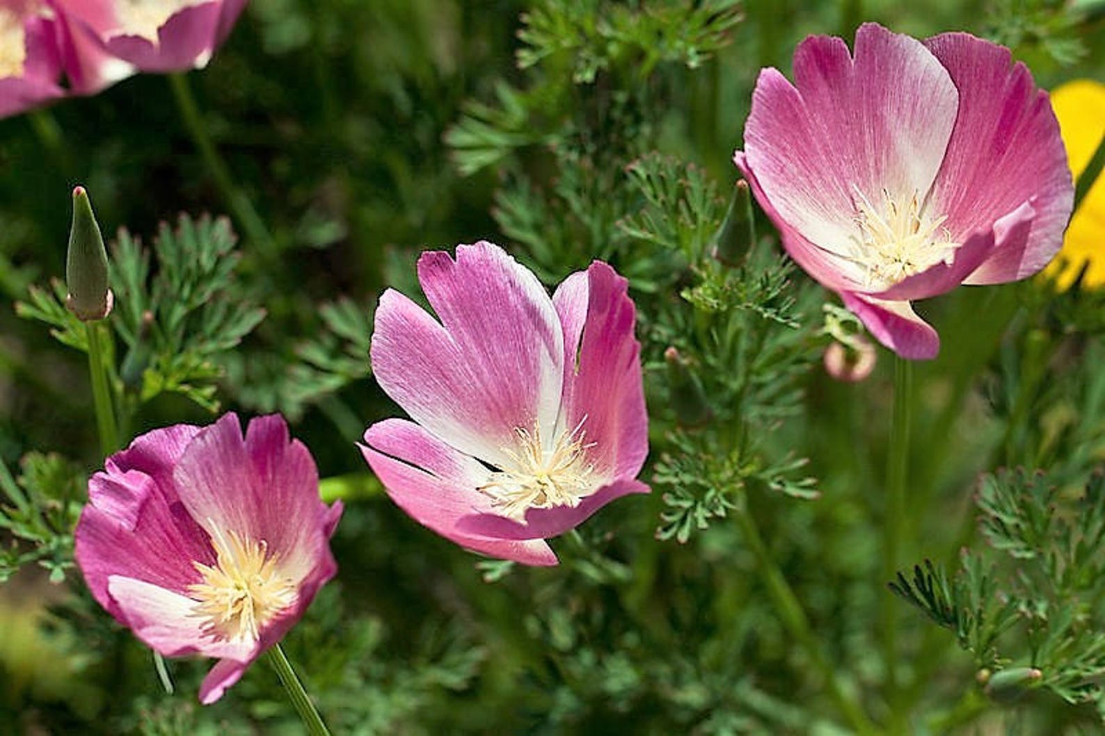 100 PURPLE Gleam CALIFORNIA POPPY Eschscholzia Californica - Etsy