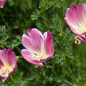 100 PURPLE Gleam CALIFORNIA POPPY Eschscholzia Californica Flower Seeds ...