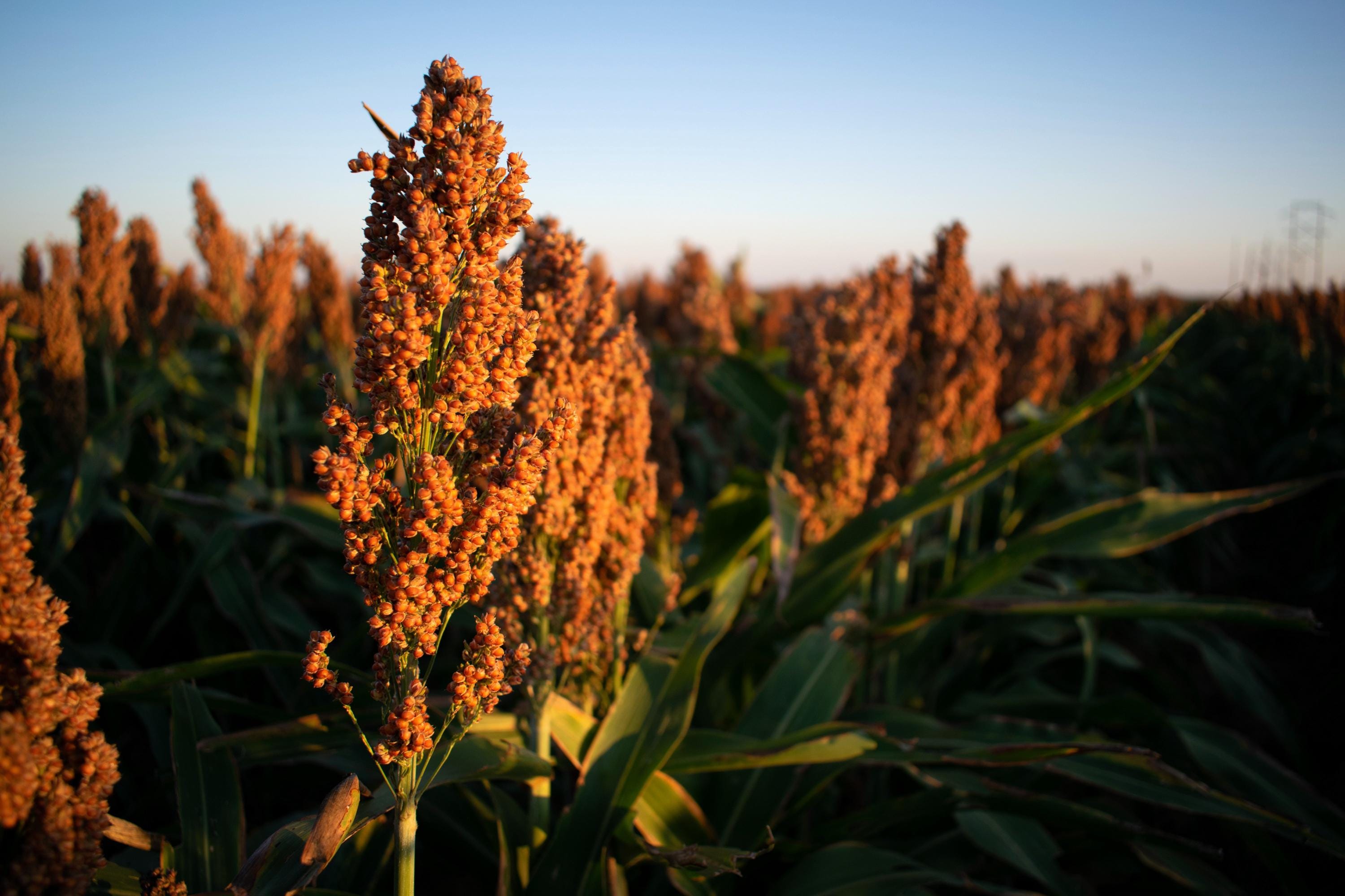 100 DALE SORGHUM Bicolor Syrup Flour Grain Vegetable Seeds - Etsy Canada