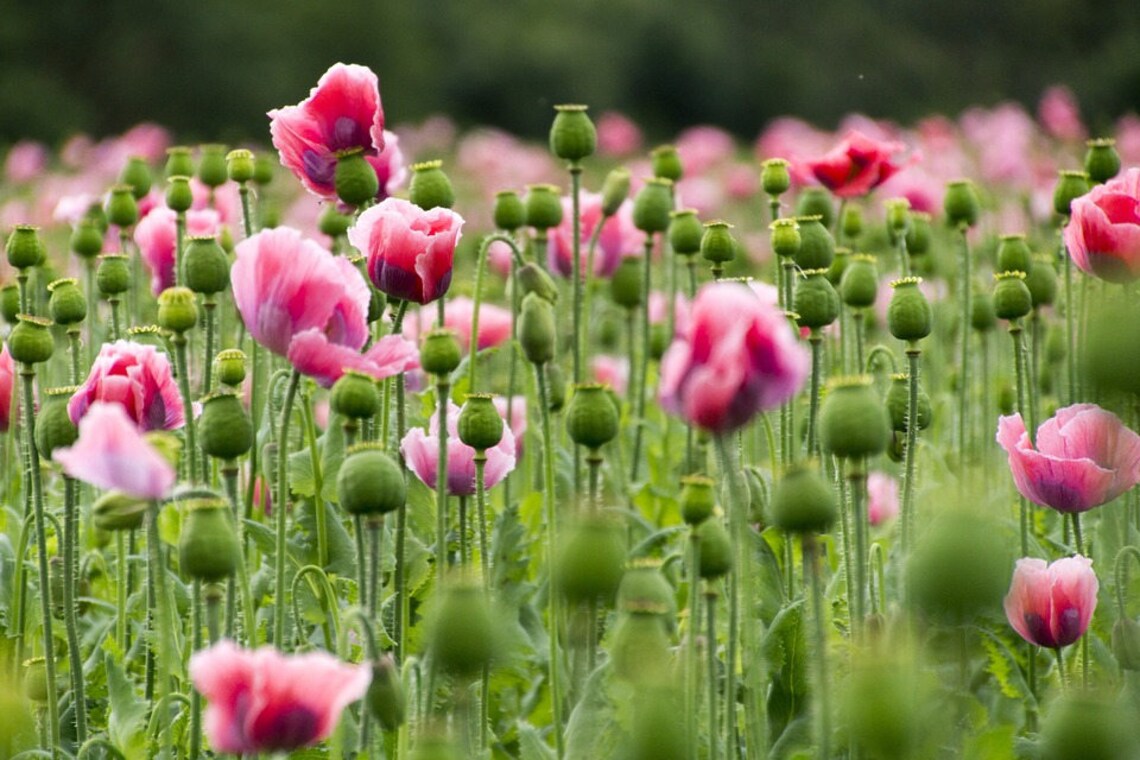 1000 PINK & WHITE POPPY Papaver Somniferum Flower Seeds flat - Etsy