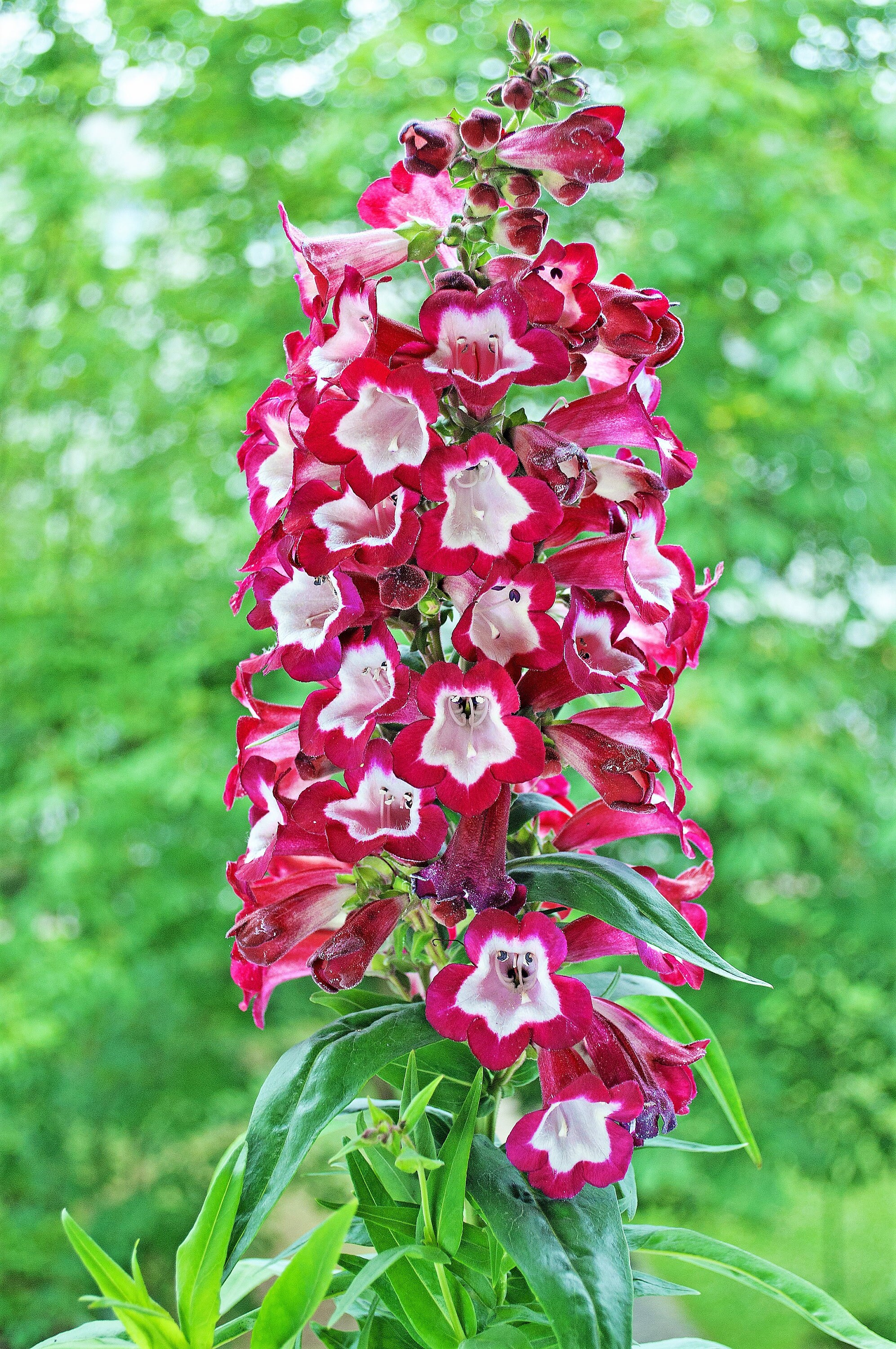 100 SENSATION MIX PENSTEMON Hartwegii Beardtongue Mixed Colors - Etsy