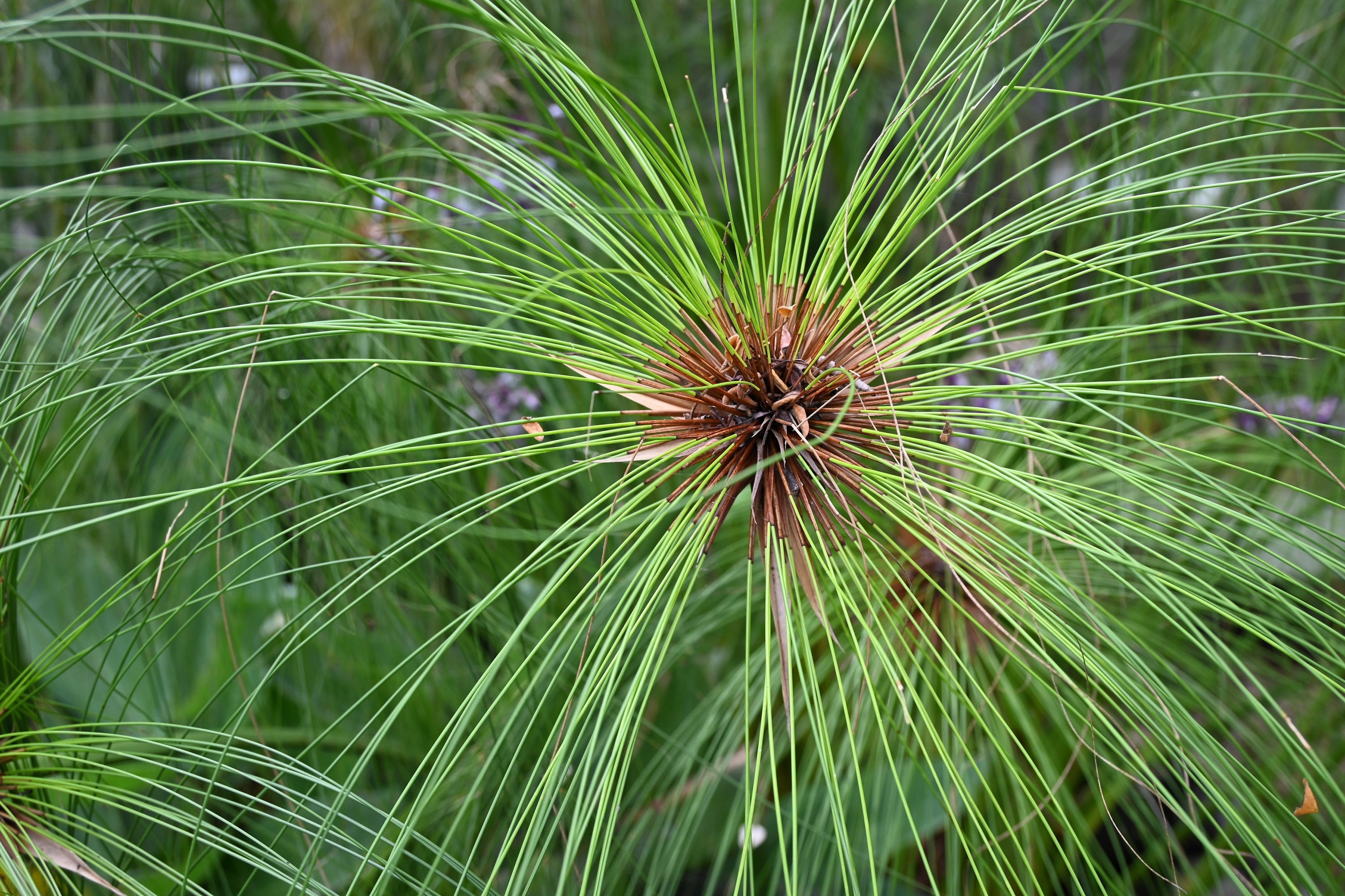 20 Cyperus PAPYRUS Paper Reed Water Plant Egyptian Nile Grass Yellow ...