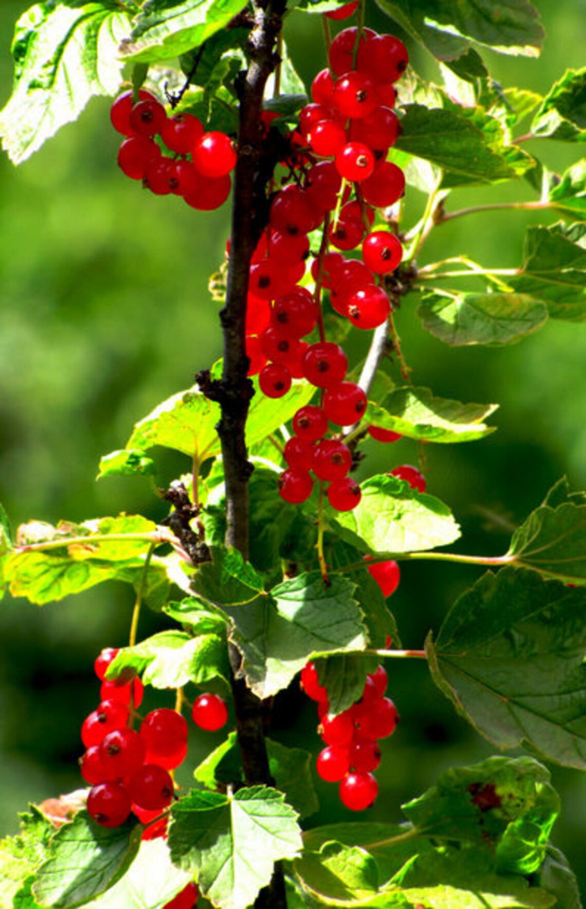 20 Red WAX CURRANT Edible Fruit Berries Pink Flowers Shrub - Etsy
