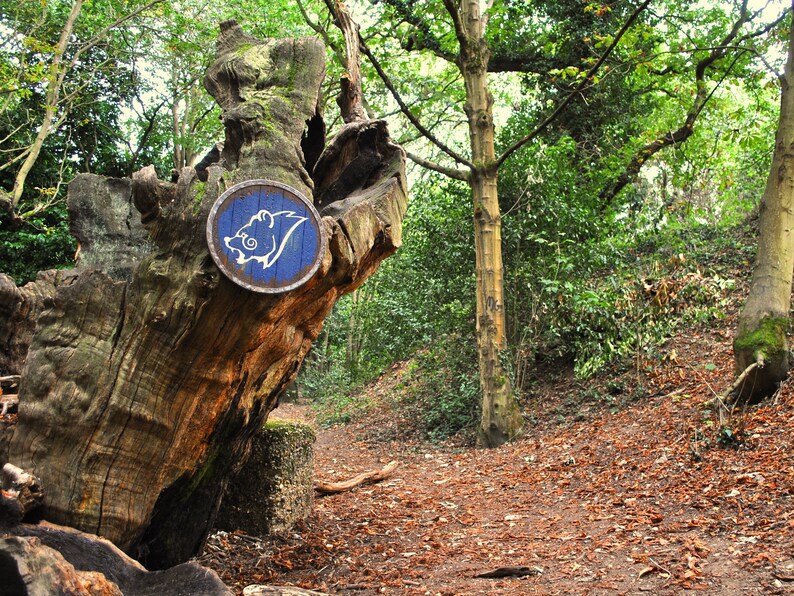 Bundle of All 9 Skyrim Hold Shield Design Replicas. Made From | Etsy