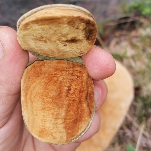 Amadou Fly Drying Patch for Fishing - Etsy