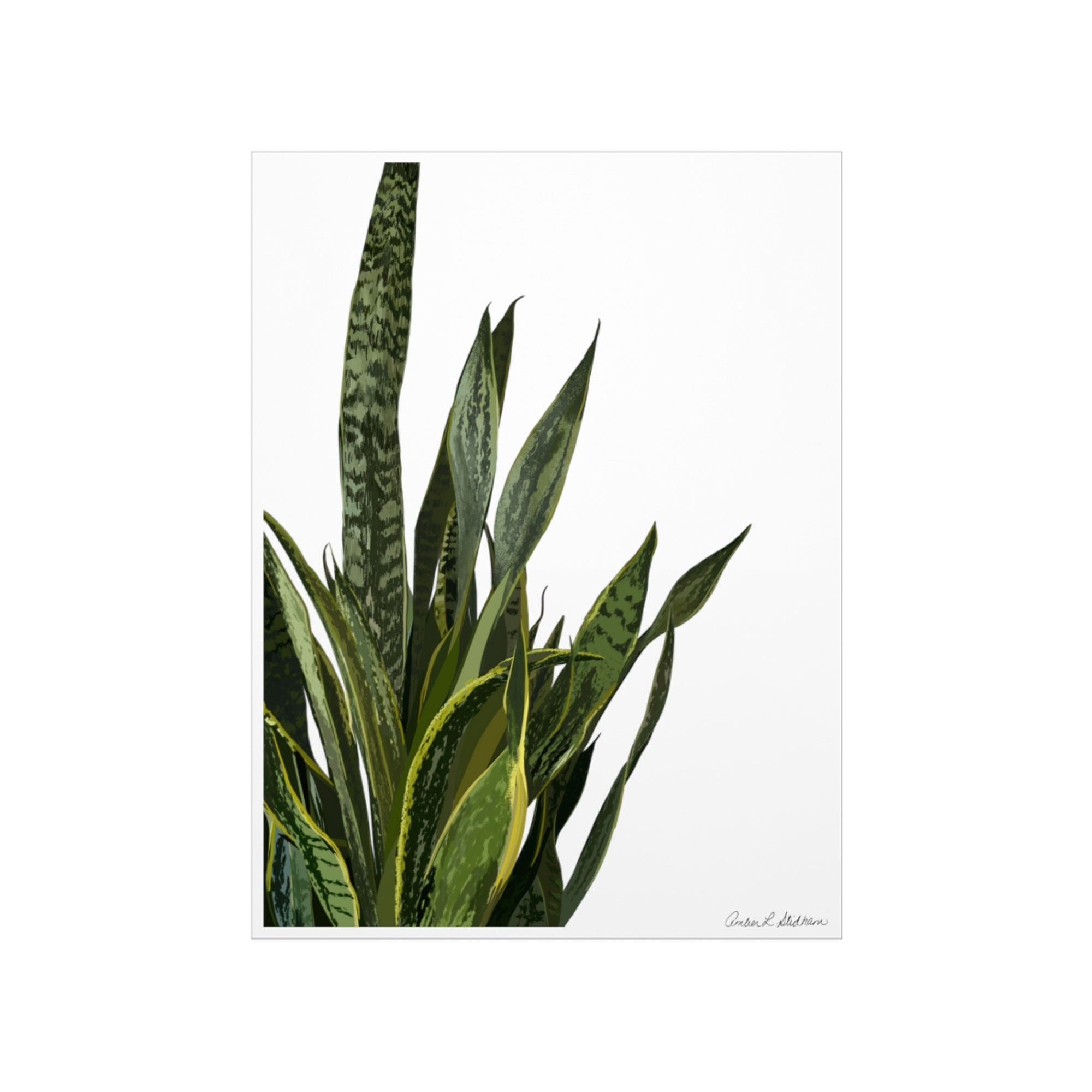 Snake Plant Print Sansevieria Printable Art Digital - Etsy