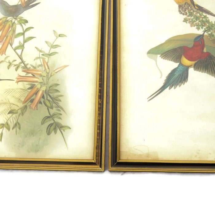Vintage John Gould Framed Hummingbird Prints Set of Two H 39 CM ...