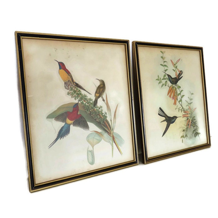 Vintage John Gould Framed Hummingbird Prints Set of Two H 39 CM ...