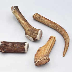 Premium Scottish Stag Horn Antler Dog Chew Naturally Shed Sustainable ...