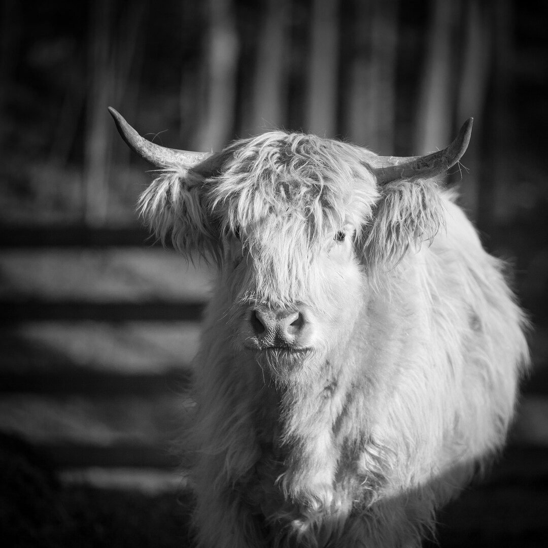 B&W Photo - Highland Cow #1 - Etsy