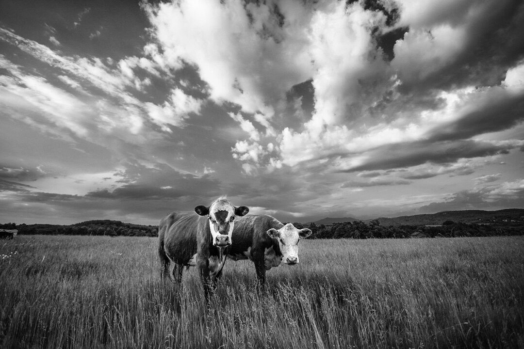 B&W Photo - Two Cows - Etsy