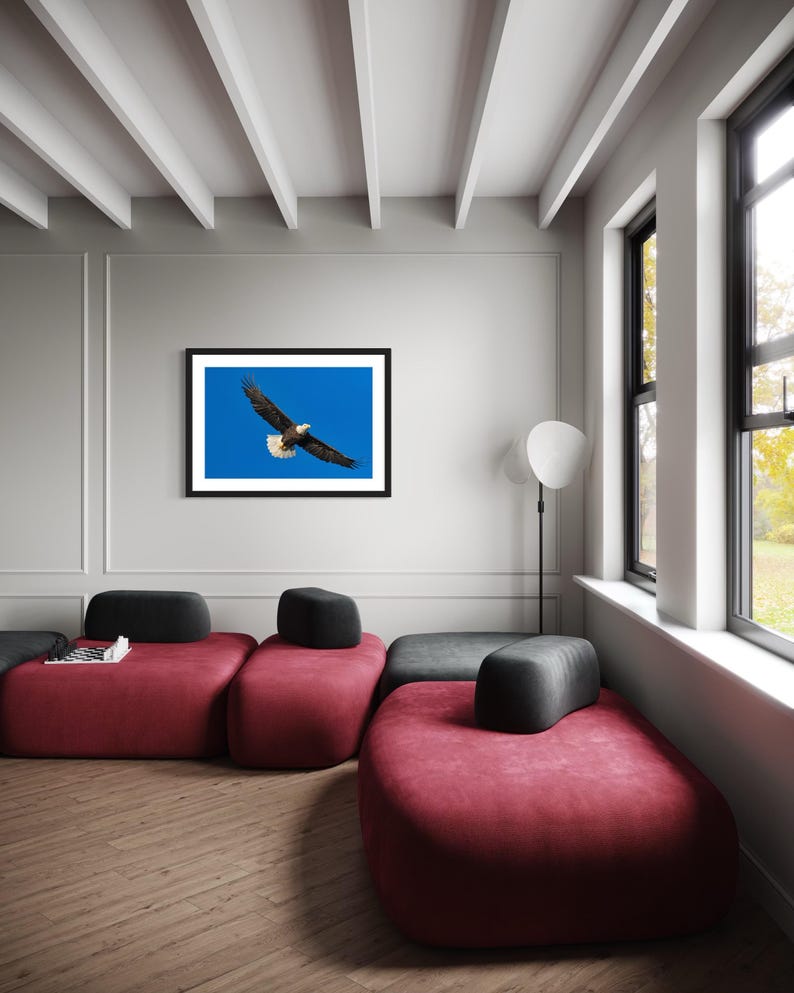 Bald Eagle Soaring - Etsy