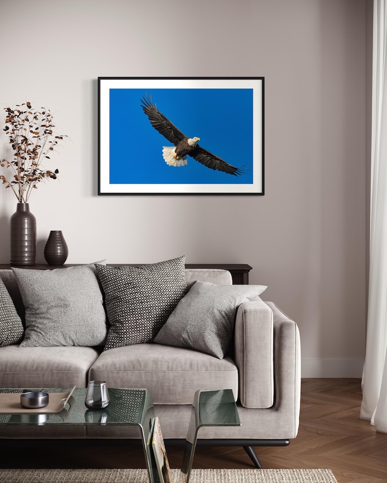 Bald Eagle Soaring - Etsy