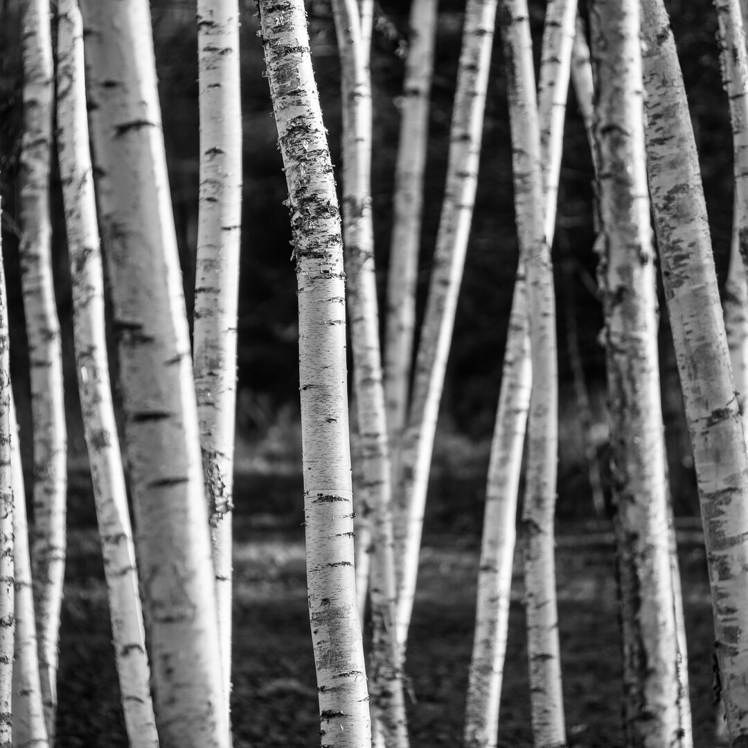 B&W Photo - Birch Trees Square Print - Etsy