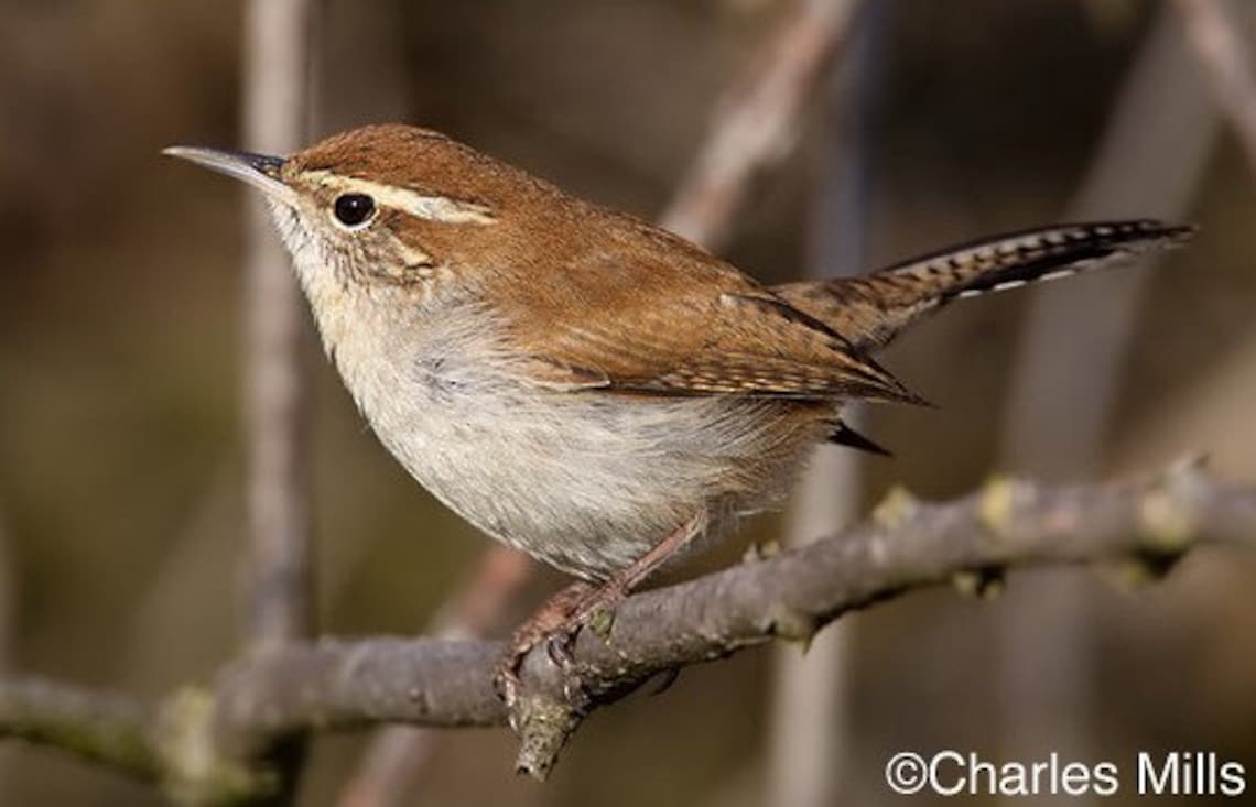 Bewick's Wren - Etsy