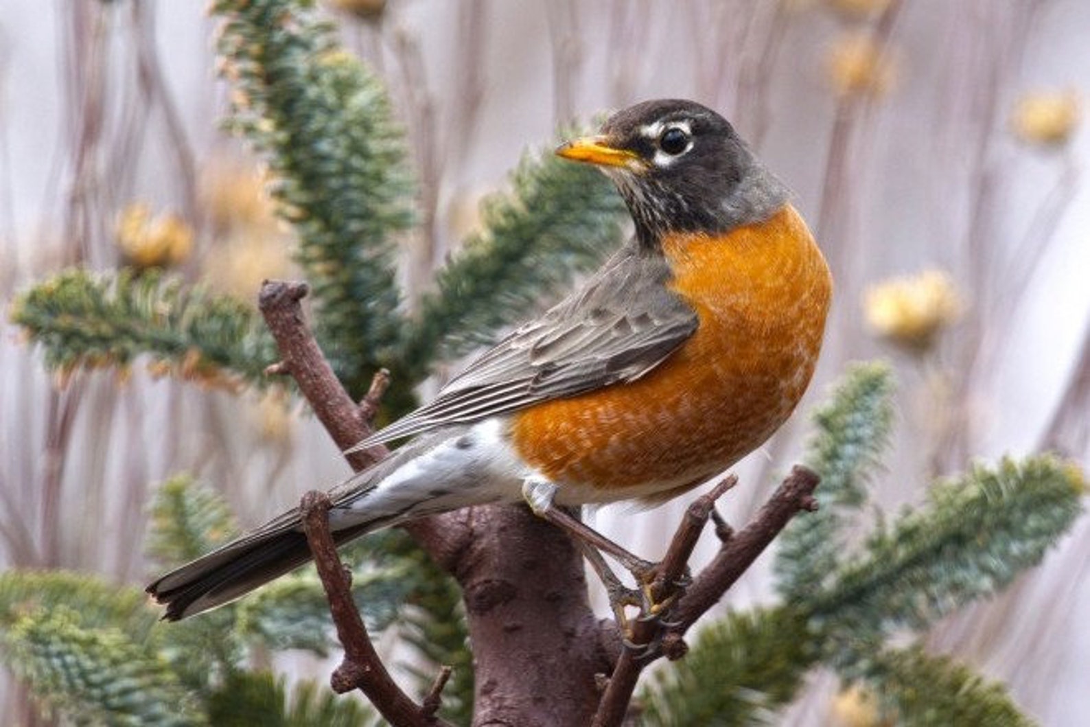 Beehive Birdhouse for American Robin - Etsy Canada