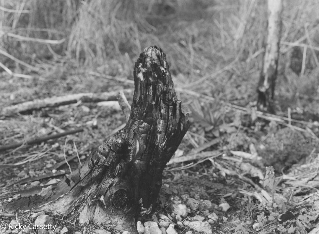 Tree Stump on Film - Etsy