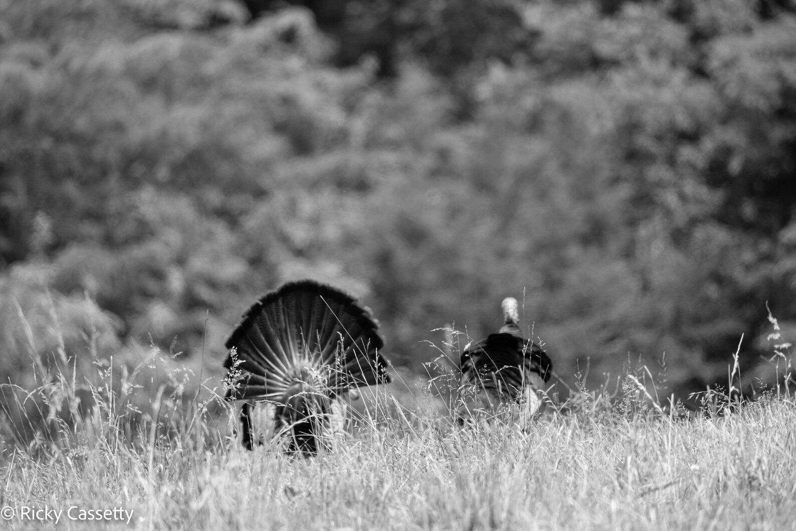 Strutting Turkey - Etsy