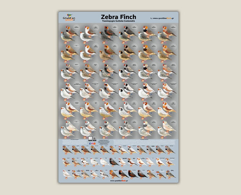 Gouldian and Zebra Finch Mutation and Genetics Posters With 2 - Etsy