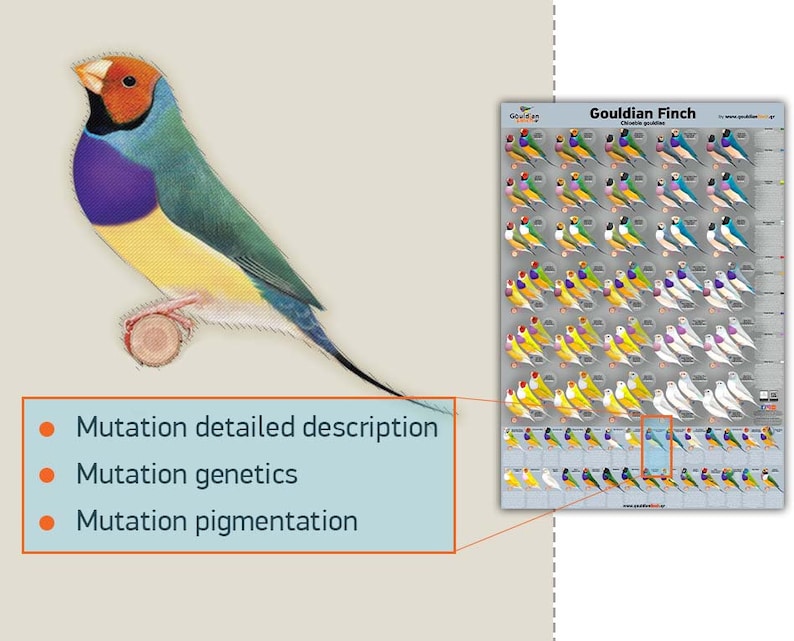 Pack of 5 NEW Gouldian Finch Mutation Poster Gouldian Finch - Etsy