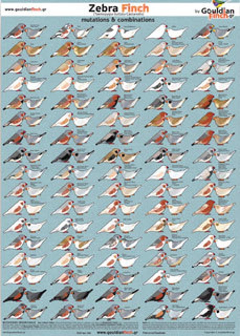 ALL Zebra Finch Mutation Posters / 3 NEW Genetics Posters / | Etsy