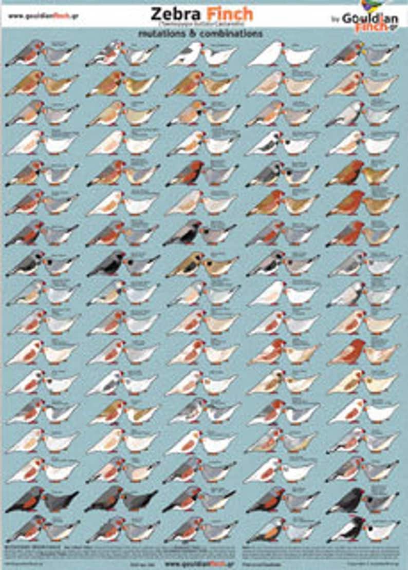 Zebra Finch Mutations Poster