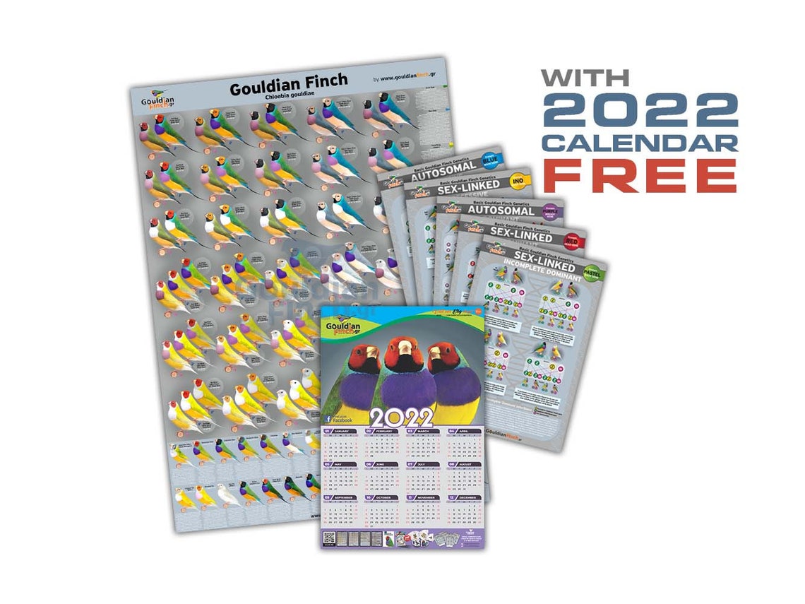NEW Gouldian Finch Mutation Poster / 5 NEW Genetics Posters / - Etsy