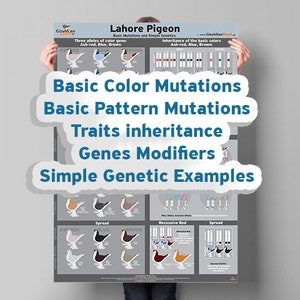 Lahore Pigeon Simple Genetic and Basic Mutations Poster - Etsy