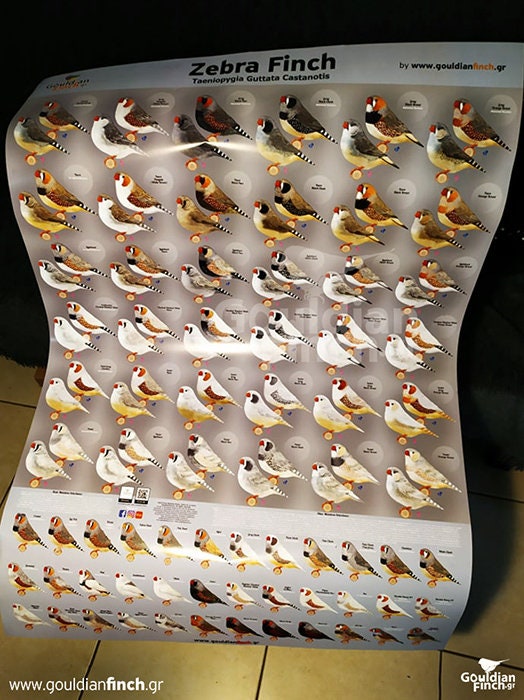 Zebra Finch Mutations Poster