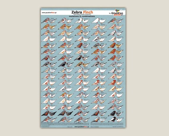 Zebra Finch Mutations Poster