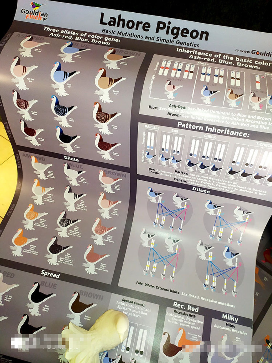 Lahore pigeon Simple Genetic and Basic Mutations Poster | Etsy