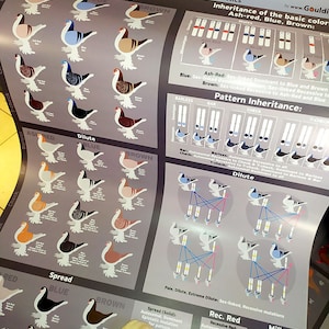 Lahore Pigeon Simple Genetic and Basic Mutations Poster - Etsy