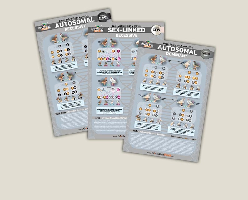 ALL Zebra Finch Mutation Posters / 3 NEW Genetics Posters / - Etsy