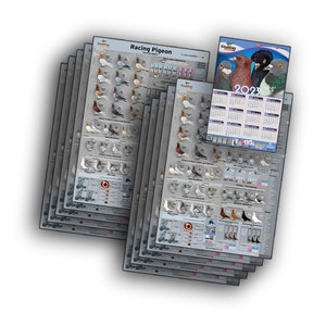 NEW Racing Pigeon Color Mutations and Genetics Poster With Eye-sign and ...