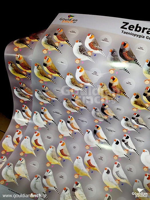 Zebra Finch Mutations Poster