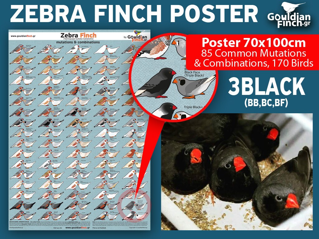 Zebra Finch Mutation Poster + Zebra Finch Calendar 2025, 32*48cm for ...