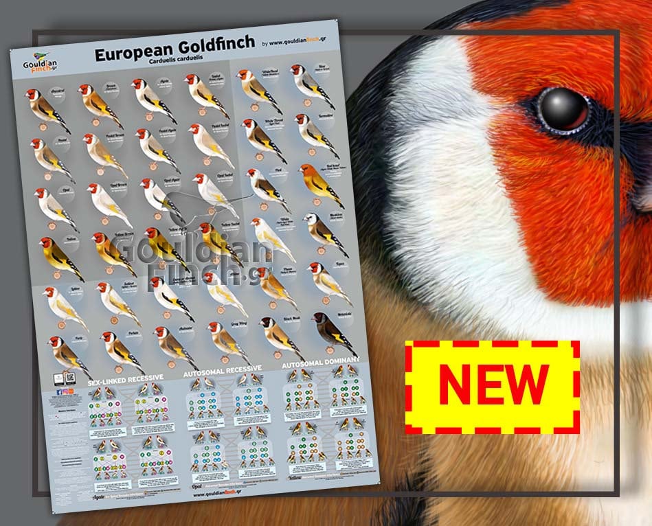 NEW European Goldfinch Mutation Poster 2023 Goldfinch - Etsy