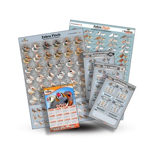 ALL Zebra Finch Mutation Posters / 3 NEW Genetics Posters / Zebra Finch ...