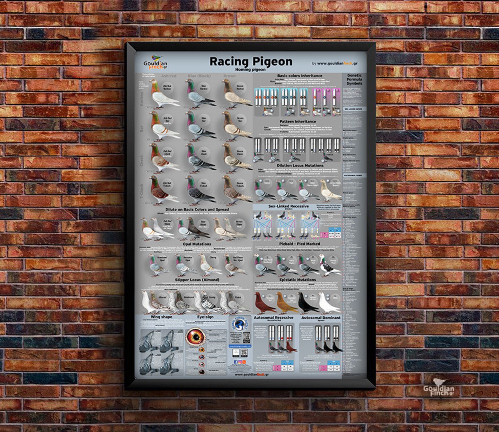 NEW Racing Pigeon Color Mutations and Genetics Poster With Eye-sign and ...