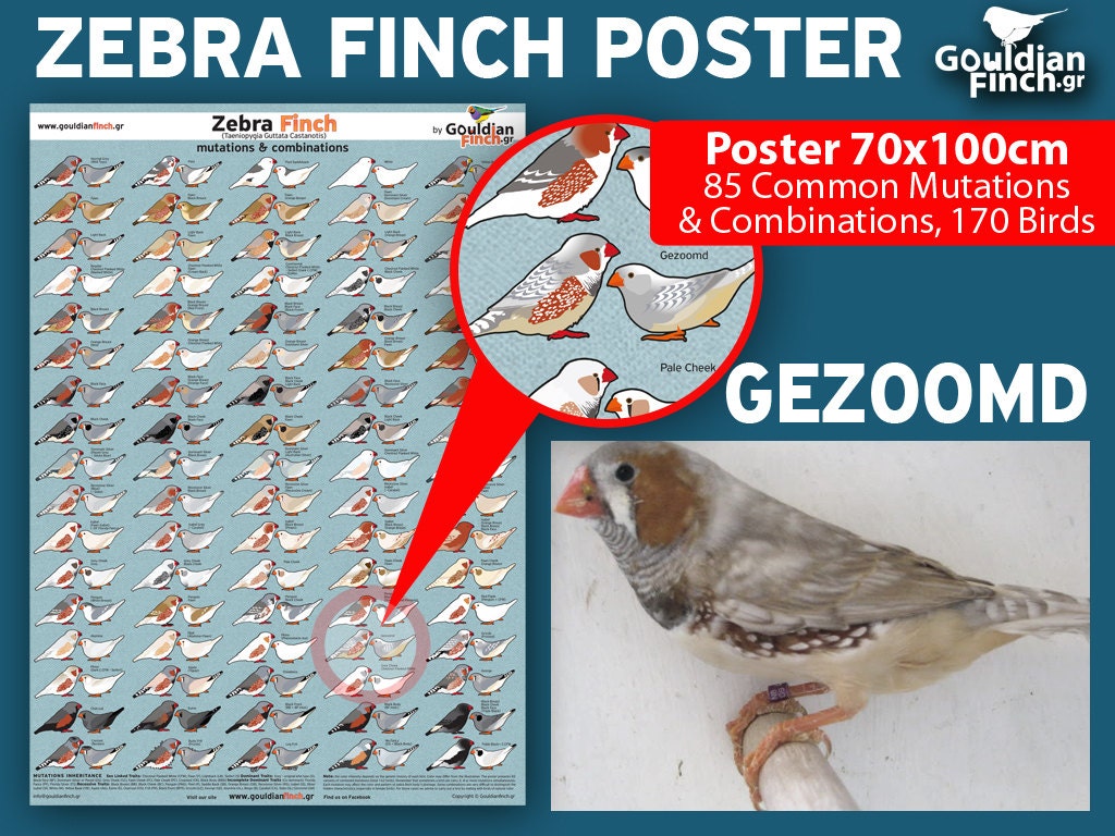 Zebra Finch Mutations Poster