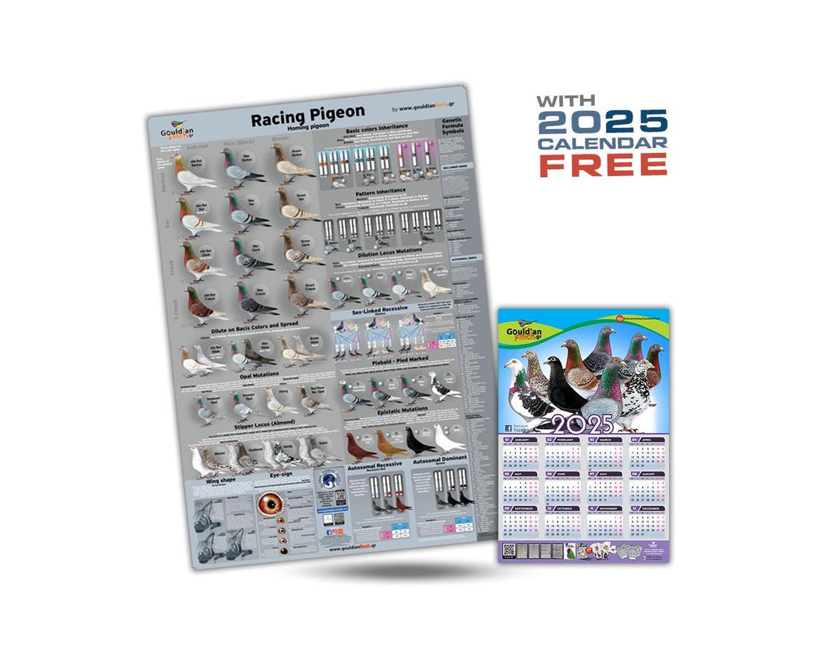 NEW Racing Pigeon Color Mutations and Genetics Poster With Eye-sign and ...