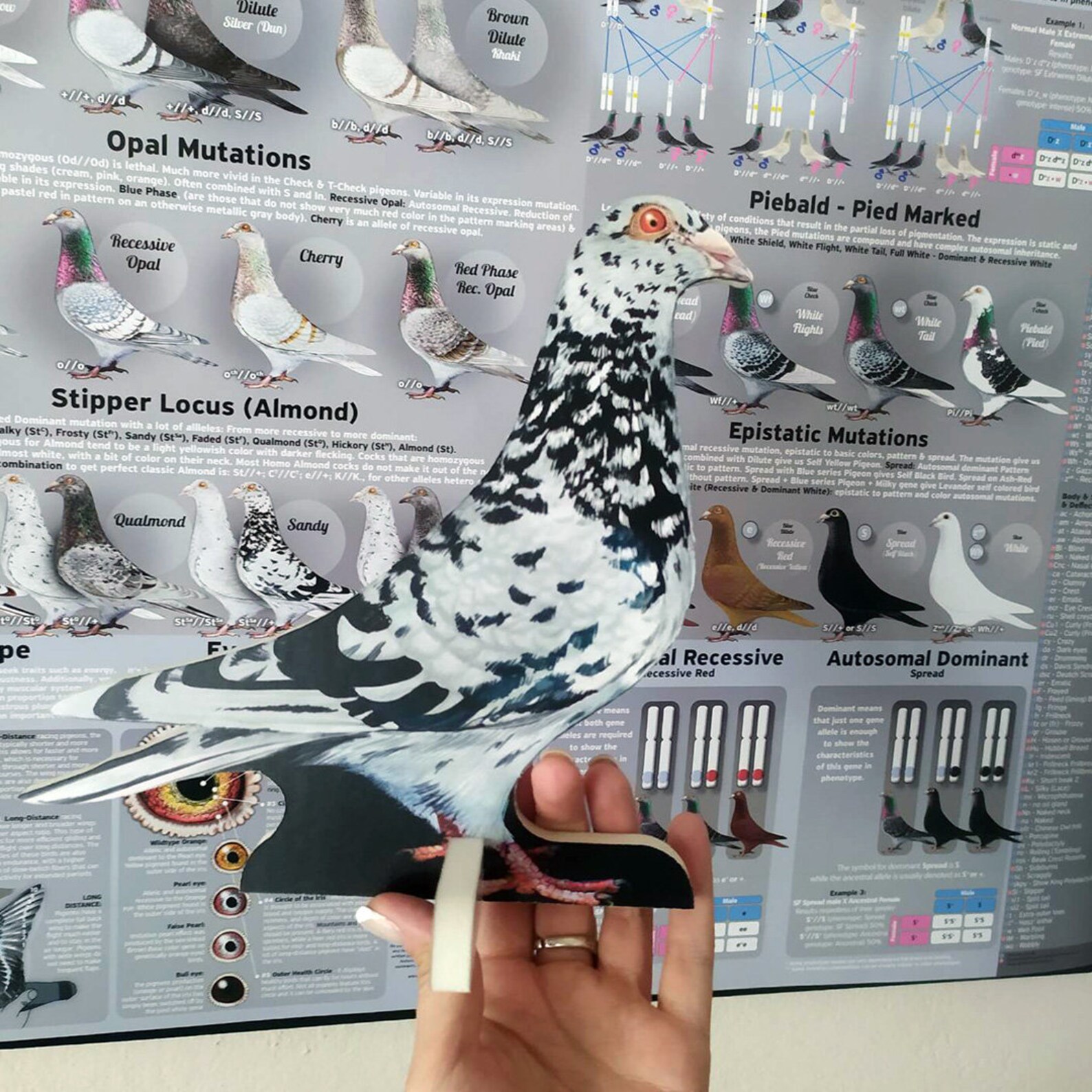 Racing Pigeon Illustration Prints, Set of 5, Bird Lover Gift - Etsy
