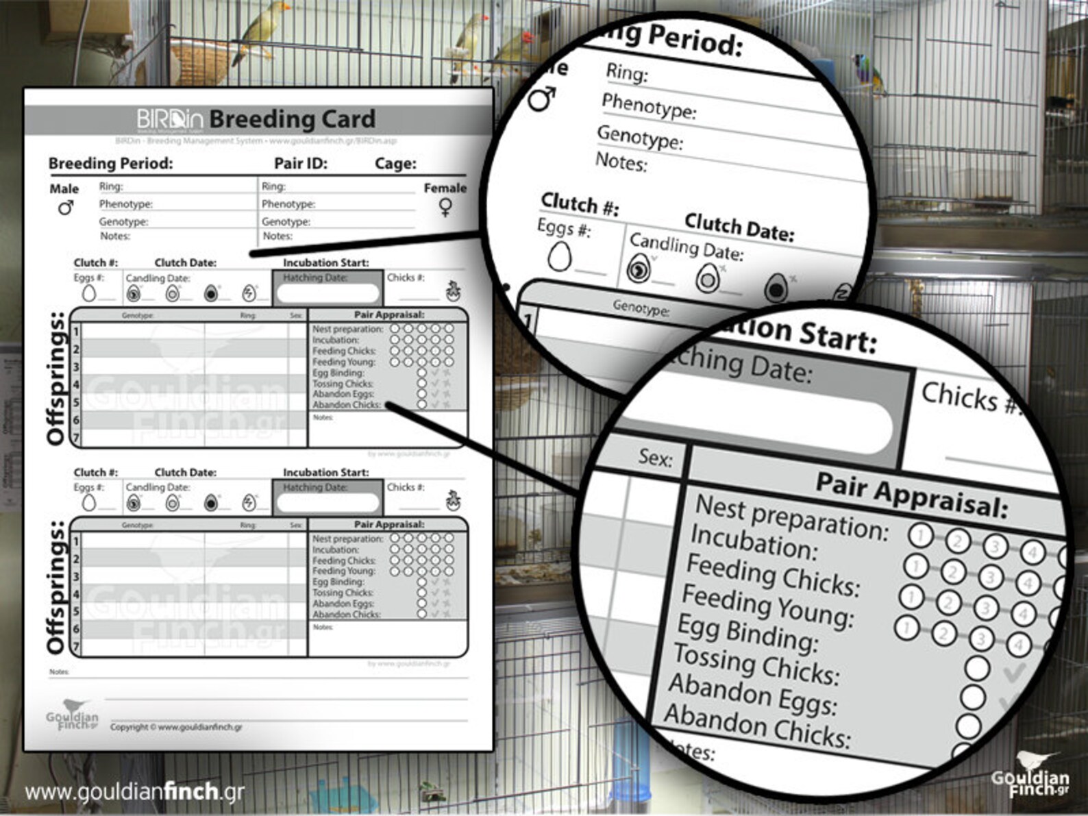BIRDin Bird Breeding Cards blocks of 50 sheets with size A5 | Etsy