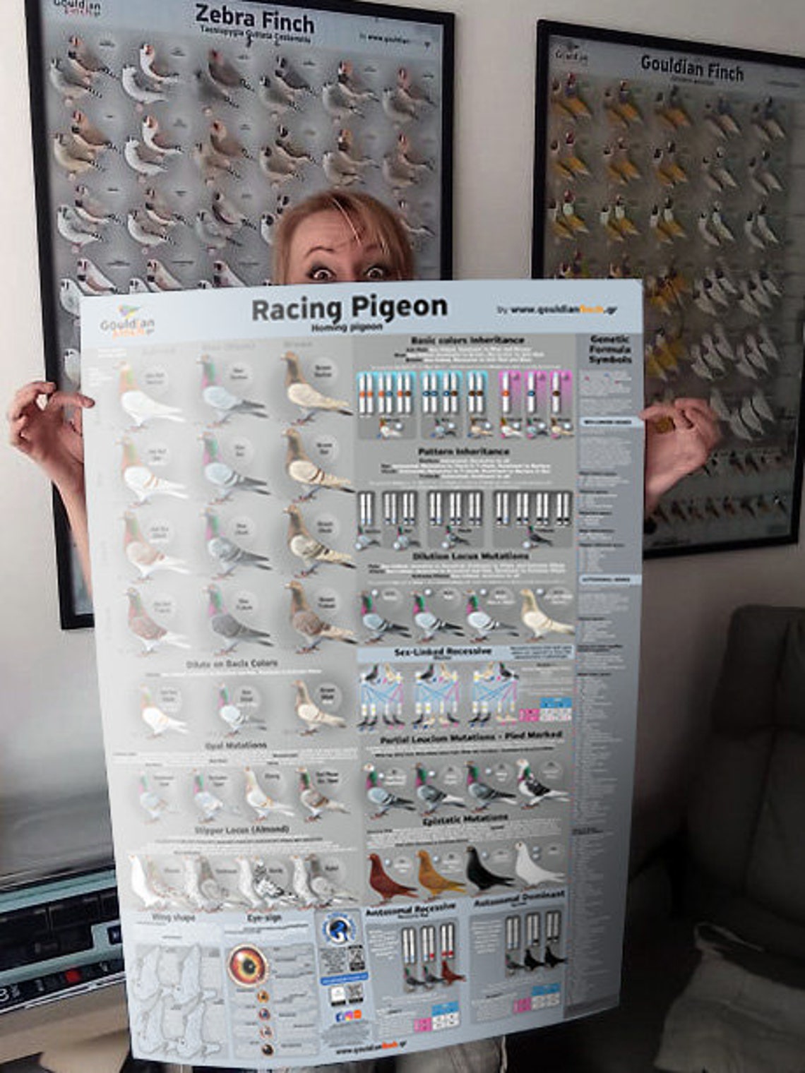 NEW Racing Pigeon Color Mutations and Genetics Poster With Eye-sign and ...